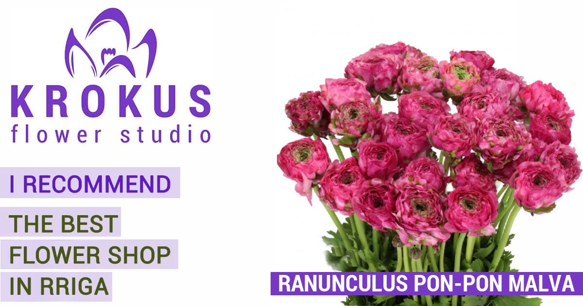 Ranunculus Pon-Pon Malva is a bouquet of fresh cut flowers. KROKUS is ...