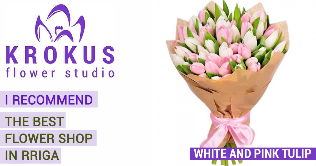White and pink tulip is a bouquet of fresh cut flowers. KROKUS is the ...