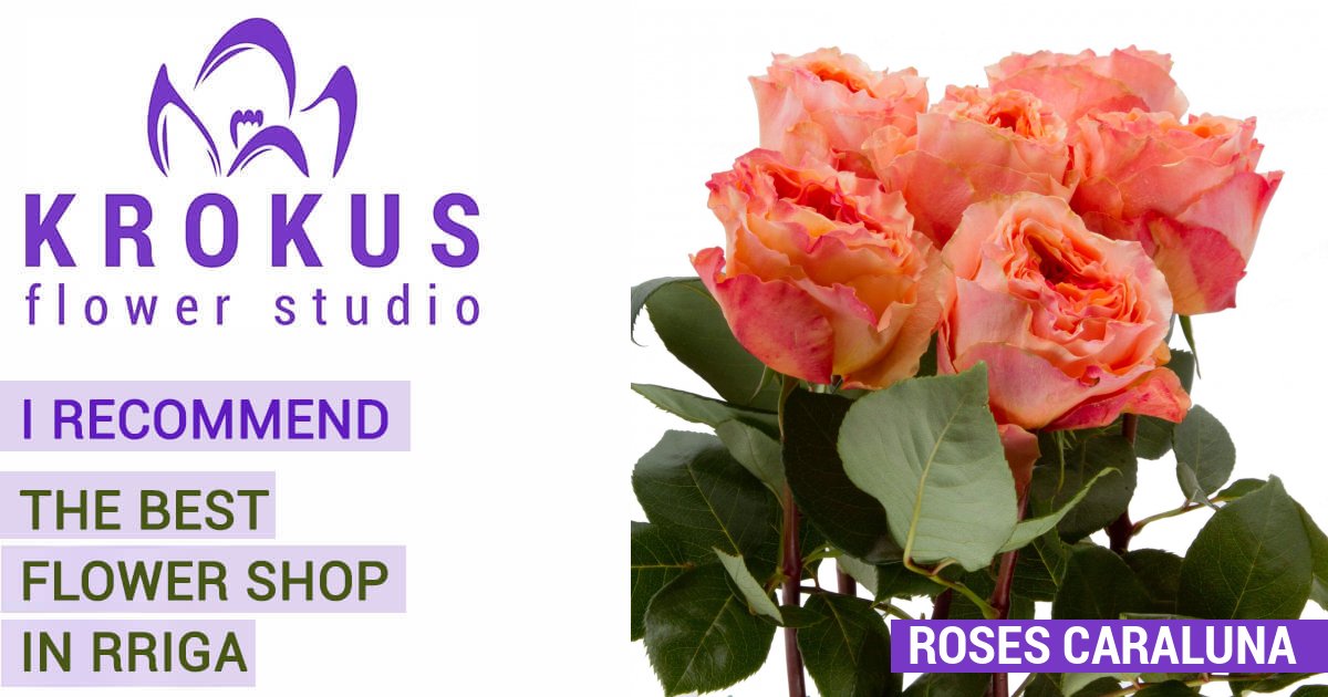 Roses Caraluna is a bouquet of fresh cut flowers. KROKUS is the best ...