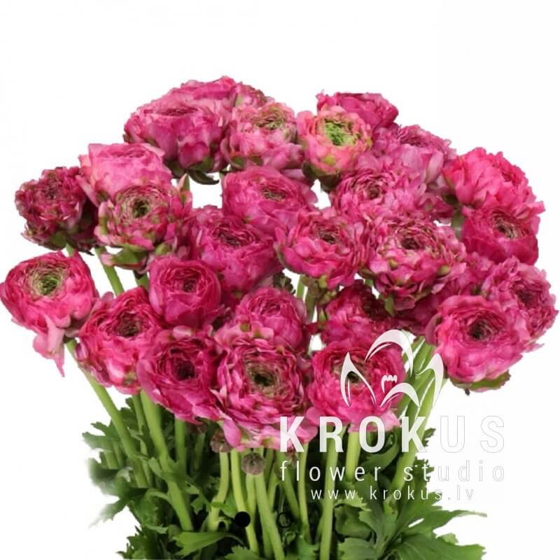 Ranunculus Pon-Pon Malva is a bouquet of fresh cut flowers. KROKUS is ...