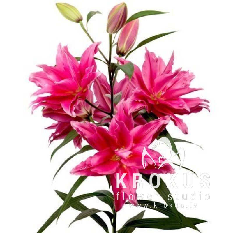 An exclusive pink lily is a bouquet of fresh cut flowers. KROKUS is the ...